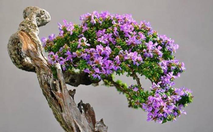 Cây Linh Sam – Cây bonsai của những người quân tử – KUcasinoVn